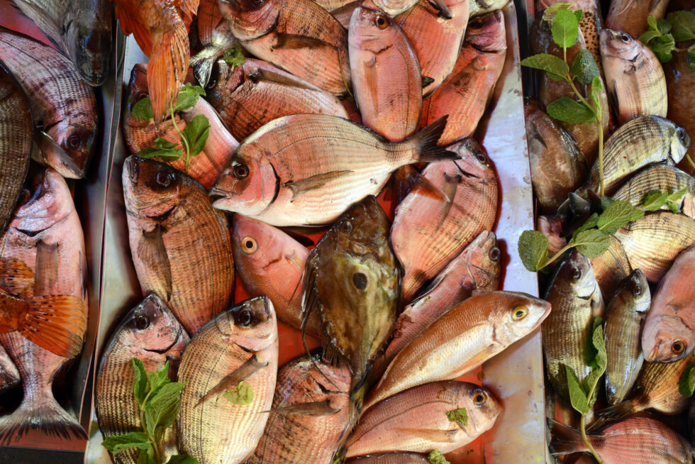 FIND YOUR WAY AMONG THE DIFFERENT NAMES OF FISHES IN MALTA - The Snop House